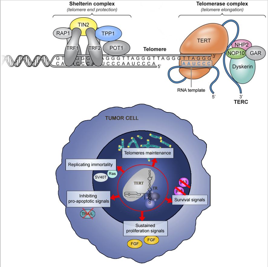 Success for the therapeutic vaccine INVAC-1 in cancer - Invectys