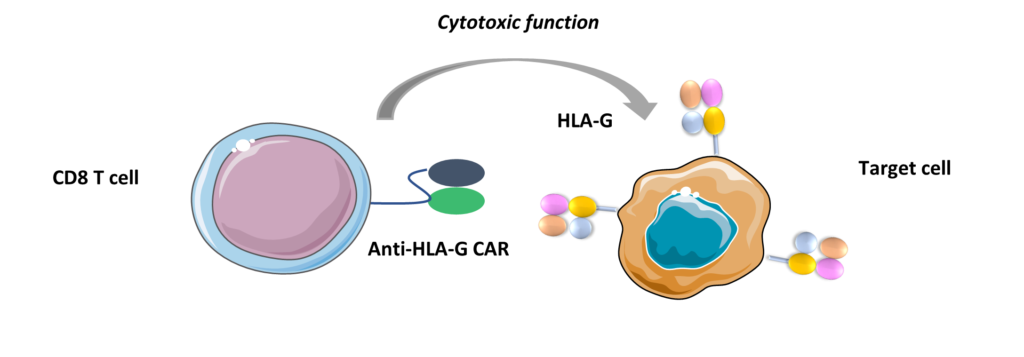 IVS-3001 : anti-HLA-G CAR T cells - Invectys