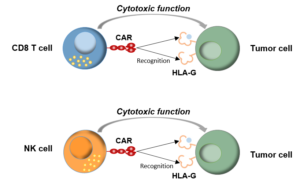 HLA-G_CART - Invectys