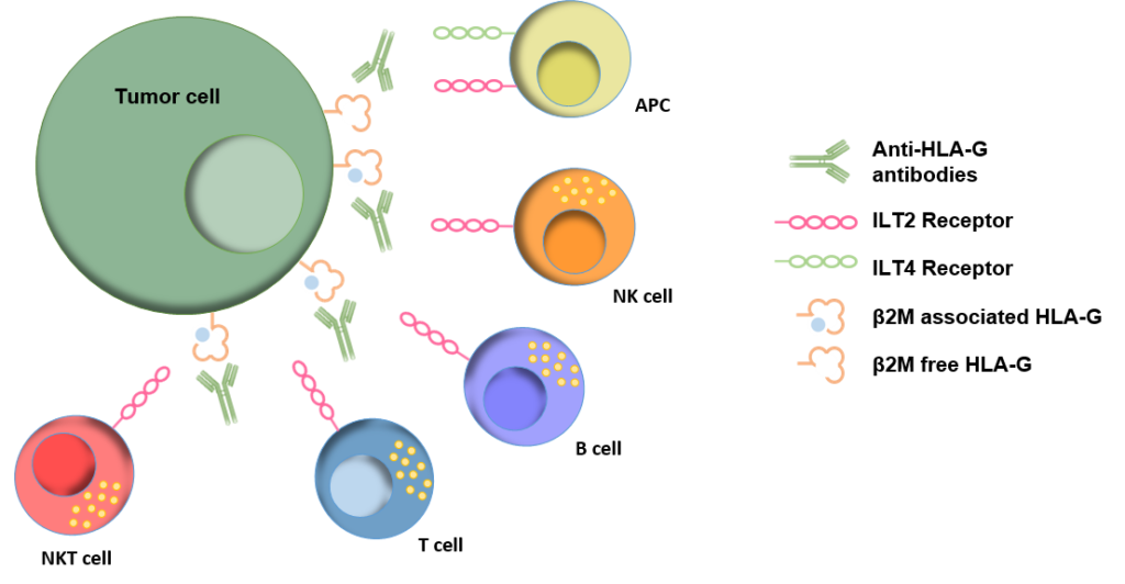 HLA-G platform - Invectys